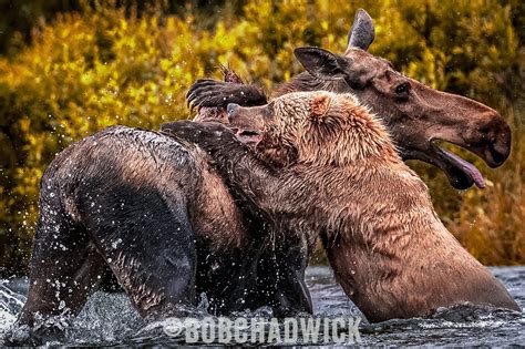 Bts Of Viral Brown Bear Vs Moose Video — Plus Photos