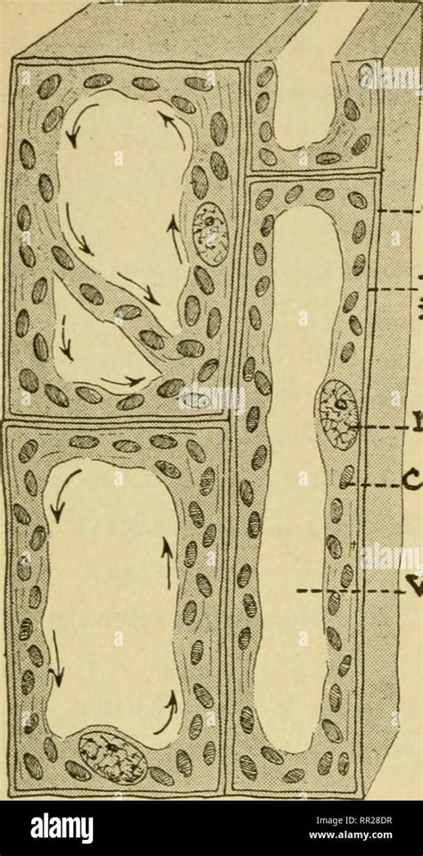 Elodea Cell In Saltwater Labeled