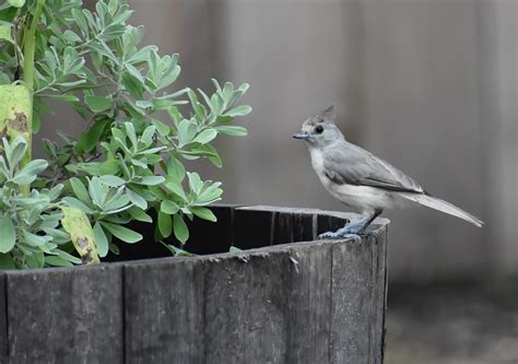 Bird Tufted Titmouse Nature Free Photo On Pixabay Pixabay