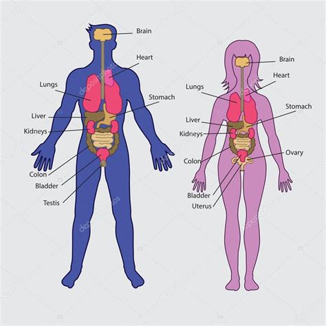 Los Órganos Del Cuerpo Humano Órganos Del Cuerpo Humano Y Sus Funciones Kccr