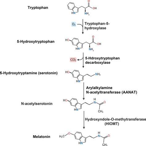 Chemical Structure And Synthesis Of Melatonin From The Amino Acid Download Scientific Diagram