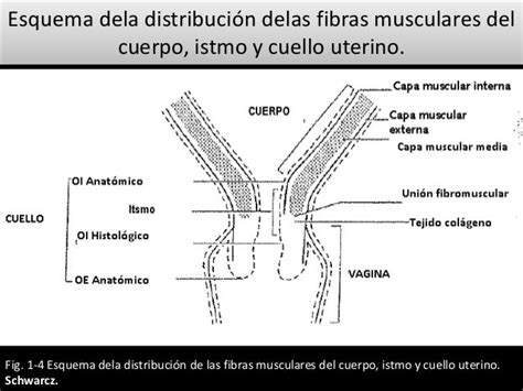 útero Trompas Y Cuello Uterino Fisiología De La Reproducción