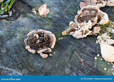 Close Up On Turkey Tail Fungus Trametes Versicolor Growing On Trunk Of