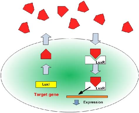 Figure 1 From A Quorum Sensing Inspired Algorithm For Dynamic