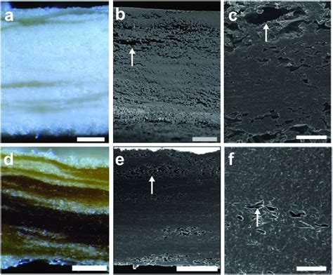 Microscopy Of Mycelial Films Of S Commune Light Microscopy A D And