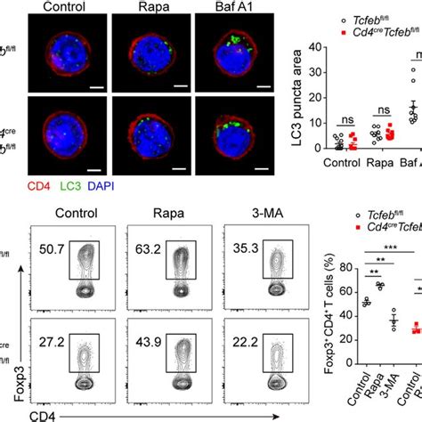 Tfeb Is Induced In T Cells By Diverse Stimuli A Immunoblot Analysis Download Scientific