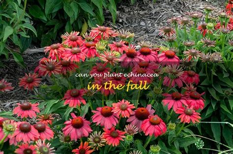 Fall Planting How To Grow Echinacea In The Autumn Season Shuncy