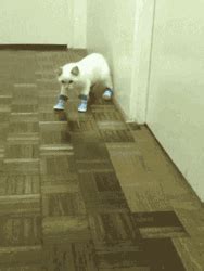 High Heels Cute Cats 