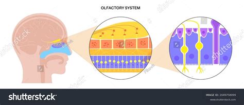 Olfactory System Diagram