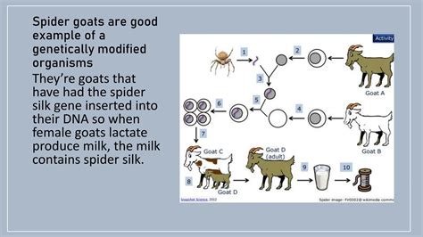 Genetically Modified Organisms 1pdf