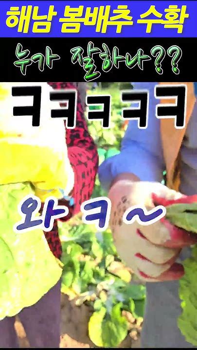 배추 봄배추 토생수 농사 Youtube
