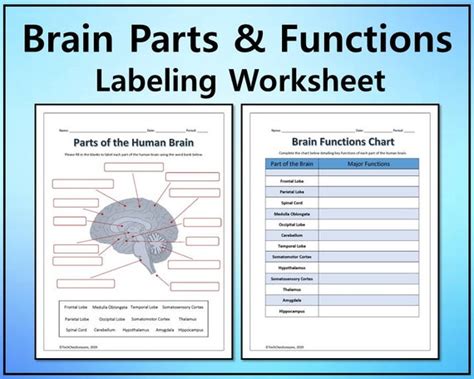 Blank Brain Anatomy Diagram