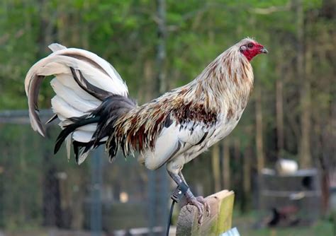 469 Best Gamefowl Images By Lee Hammonds On Pinterest Exotic Birds