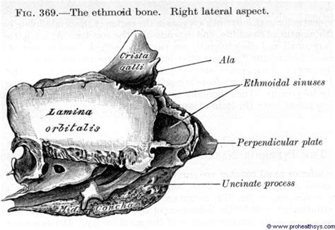 Crista Galli Anatomy