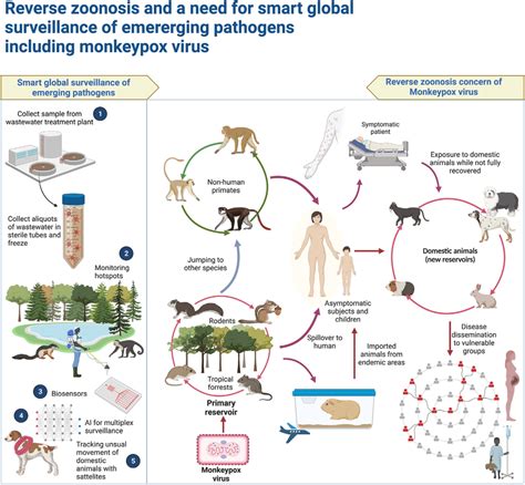 The Prominence Of Monkeypox Virus Reverse Zoonosis In Domestic Animal