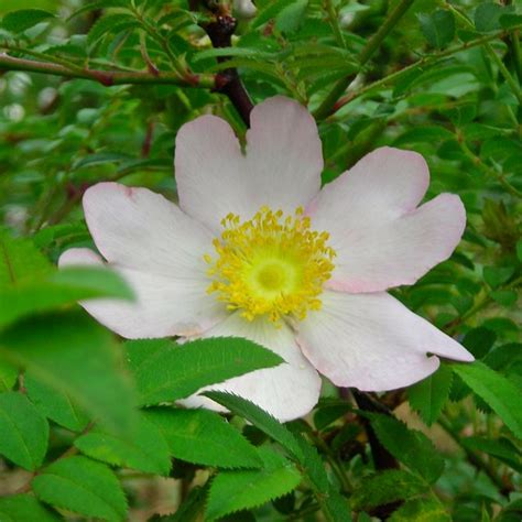 Rosa Roxburghii Normalis Les Rosiers Du Berry