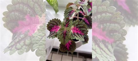 Колеус черенки купить в Пушкино Товары для дома и дачи Авито