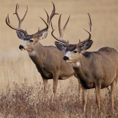 New Mexico Hunting Seasons Licenses And Regulations Sportsmans