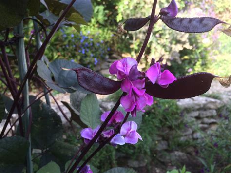 Lablab Ruby Moon Seed