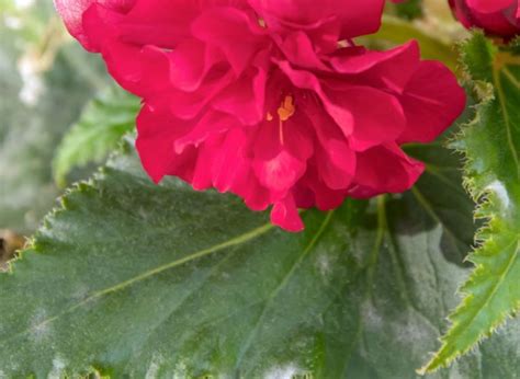 5 Common Begonia Problems And Solutions Uk