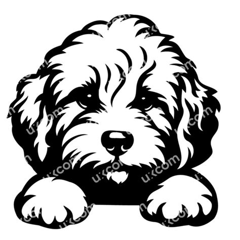 Cavapoo Digital Clipart Etsy