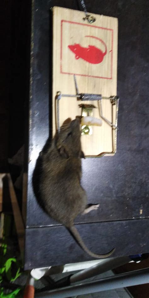 Rip Micky Mouse By Lionshishka On Deviantart