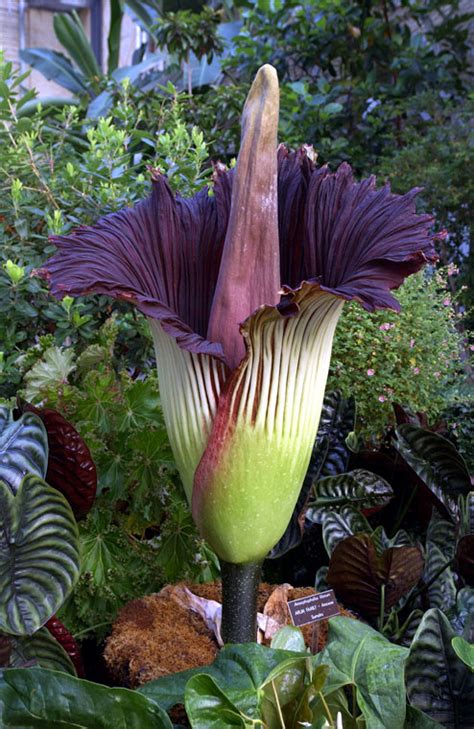Corpse Flower Amorphophallus Titanum Treepans