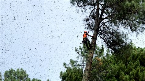 Taupō Arborist Tūrangi Tree Fellas