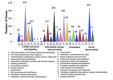 Kog Functional Classification Of Proteins In The S Sanghuang