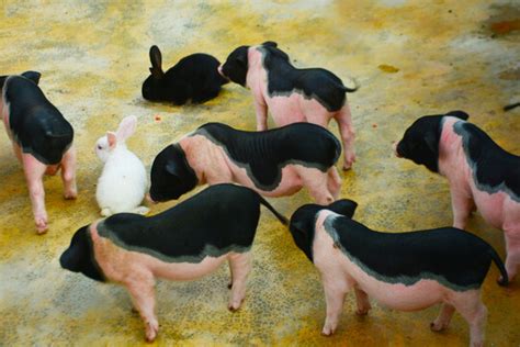 小香猪图片素材 小香猪设计素材 小香猪摄影作品 小香猪源文件下载 小香猪图片素材下载 小香猪背景素材 小香猪模板下载 搜索中心