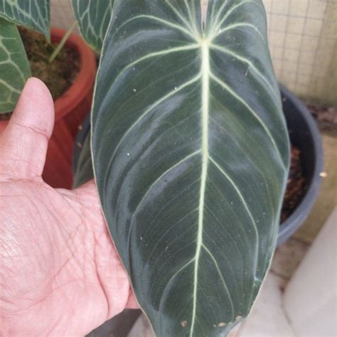 Jual Phylodendron Melano Shopee Indonesia