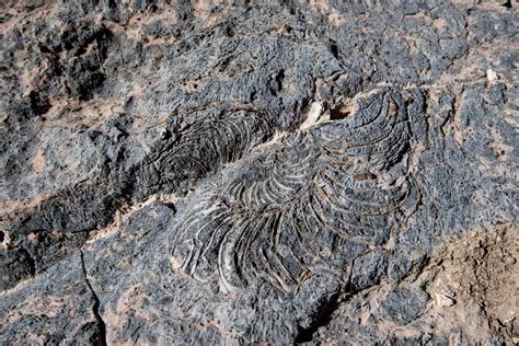 Fossil Snail Canyon 3aiii Death Valley National Park California