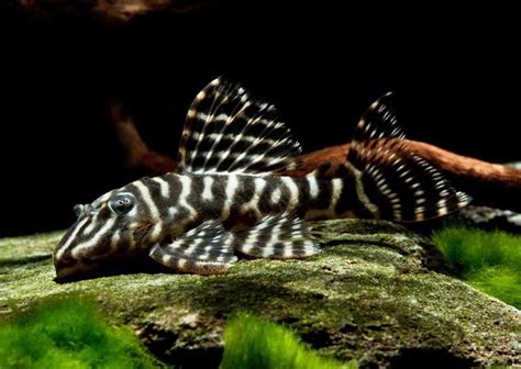 L129 Pleco Hypancistrus Debilittera Colombian Zebra Pleco Л129