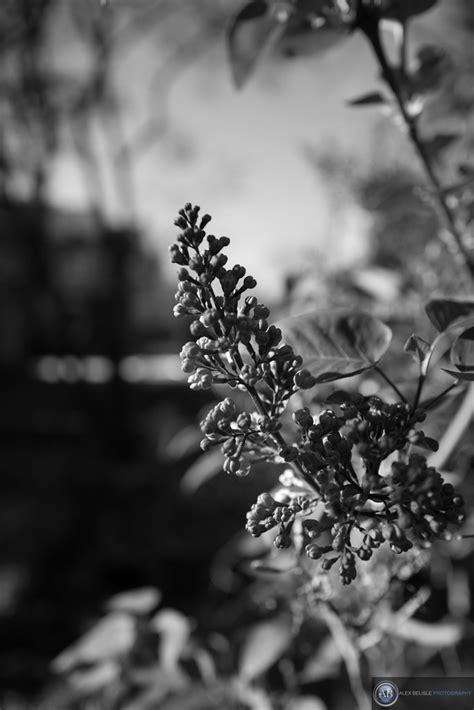 L1001387 Alexander Belisle Flickr