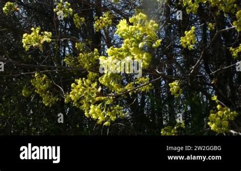 Cornus Mas Tree Stock Videos And Footage Hd And 4k Video Clips Alamy