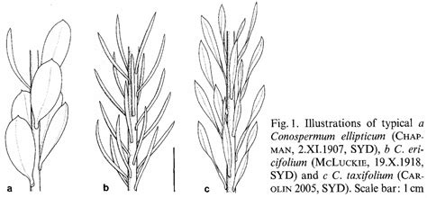 The Genealogical World Of Phylogenetic Networks Representing Macro