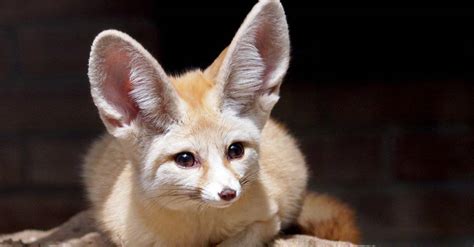 15 Animals With Big Ears And Why They Have Them A Z Animals