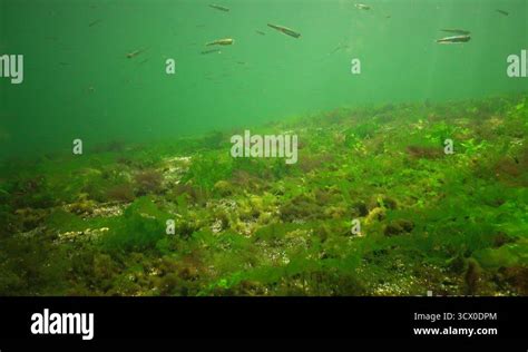 Photosynthesis In The Sea Underwater Landscape Fish Atherina Pontica
