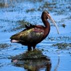 White Faced Ibis Audubon Field Guide