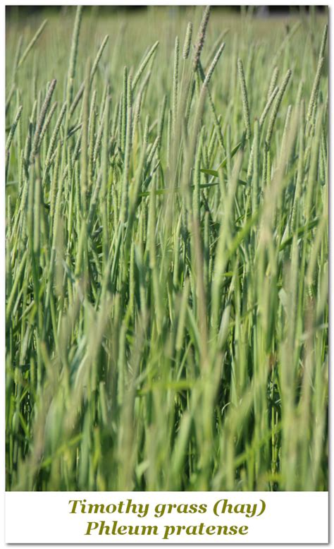 Timothygrass Piney Tribe