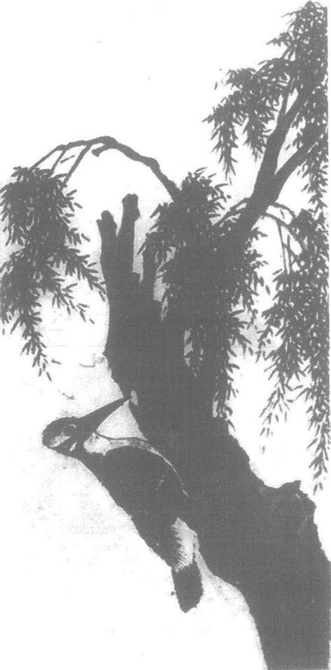 啄木鸟 本草品汇