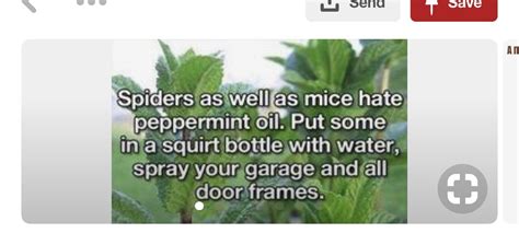 Spiders And Mice Hate Peppermint Oil Peppermint Peppermint Oil Oils