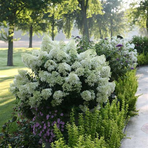 Tiny Quick Fire® Hydrangea Panicle Creekside Nursery Inc