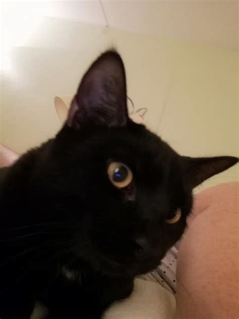 Efterlysning Har Du Set Sofus Dyreformidlingendk