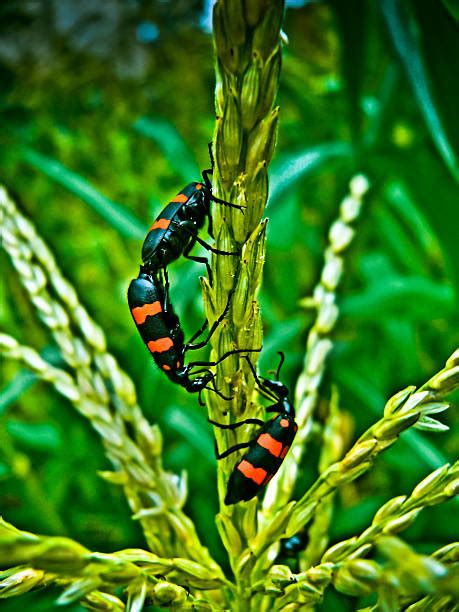 30 Maiting Fotos De Stock Imagens E Fotos Royalty Free Istock