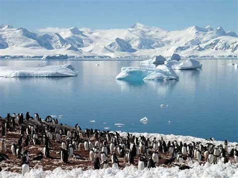 Penguin Habitat Species Predators And Facts Britannica