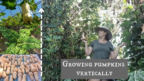 Growing Pumpkins Vertically On An Archway Trellis Plus Check Out This
