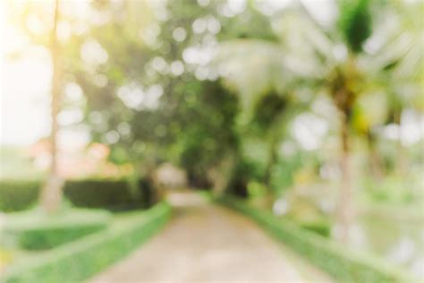 Defocused Bokeh And Blur Background Of Garden Trees In Sunlight With