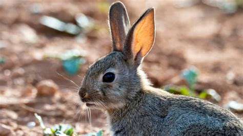 Conejo