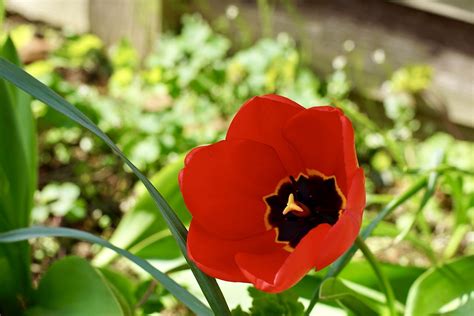 Dsc01116 林 先生 Flickr